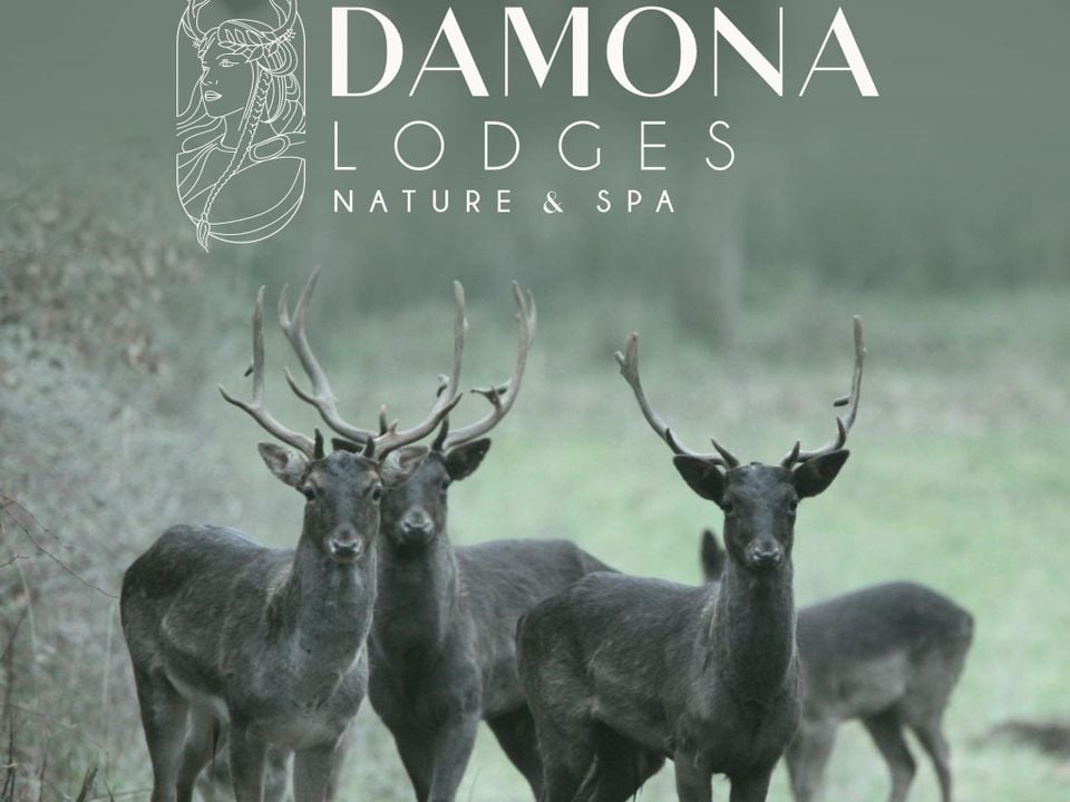 Camping Damona Lodges à VAIRE, tarifs et réservations