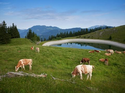 Forest Camping Mozirje - Eslovenia