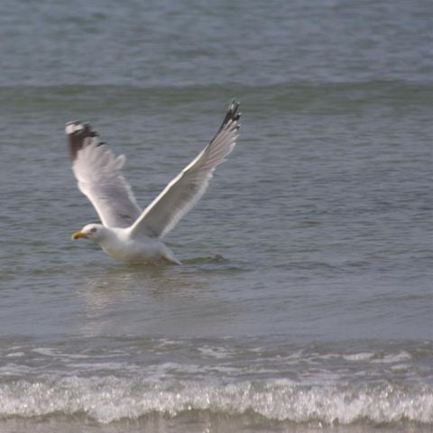 Camping de Goulit Ar Guer à PLOMODIERN, tarifs et réservations